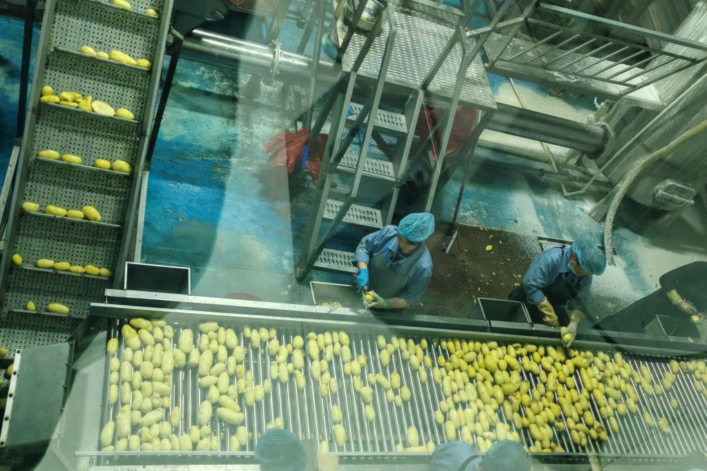 Frozen French Fries Production Process: From Potato to Plate | Industry ...